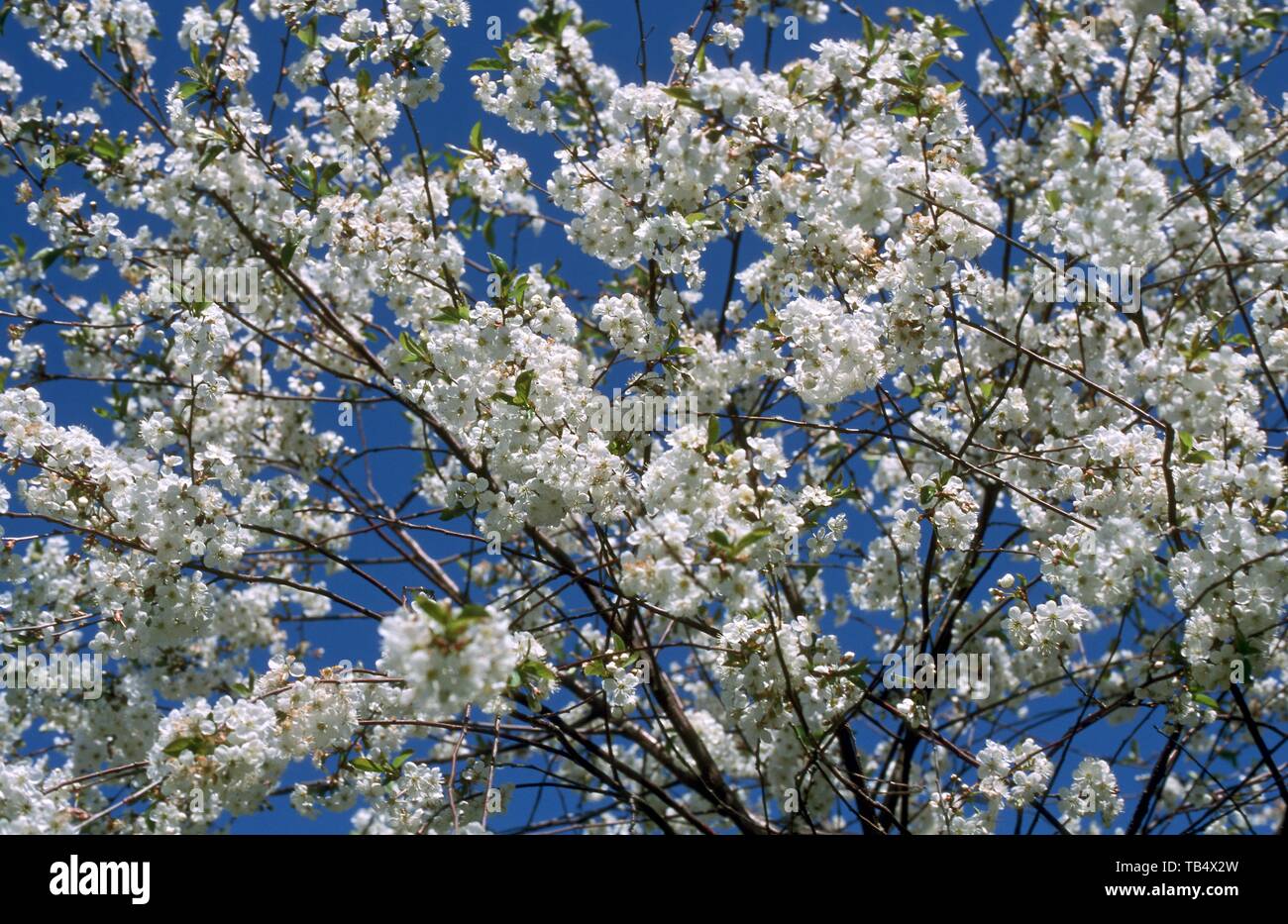 Bullace hi-res stock photography and images - Alamy