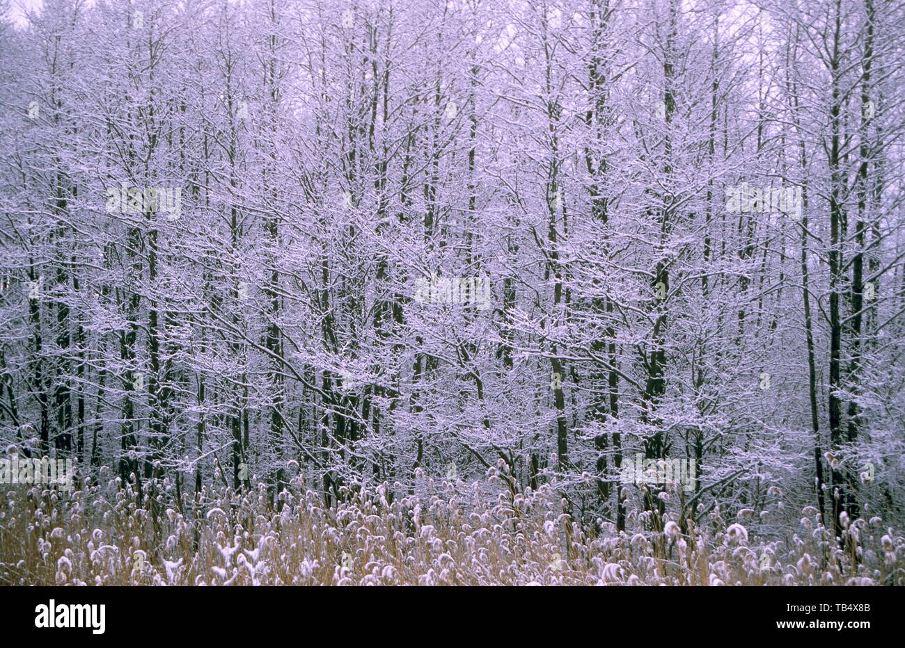 Frosty Trees in Winter Stock Photo - Alamy
