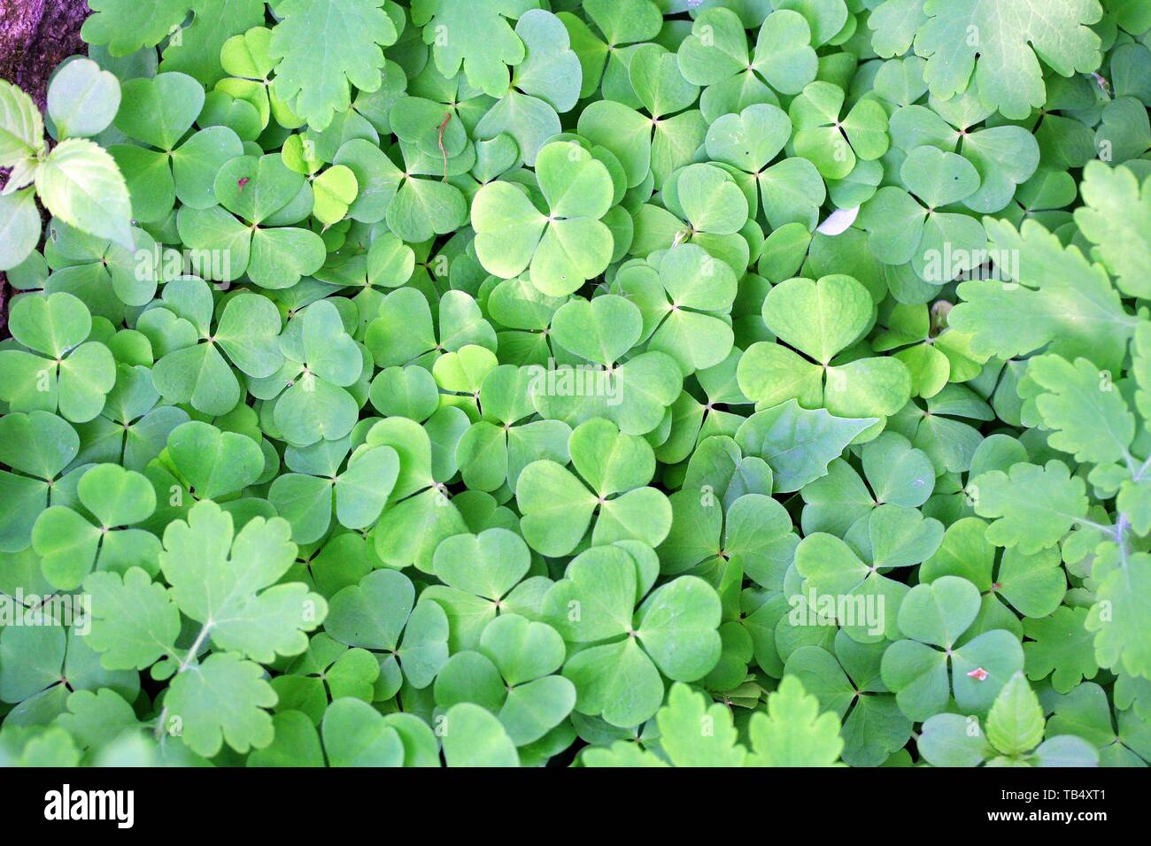 Oxalis plants hi-res stock photography and images - Alamy