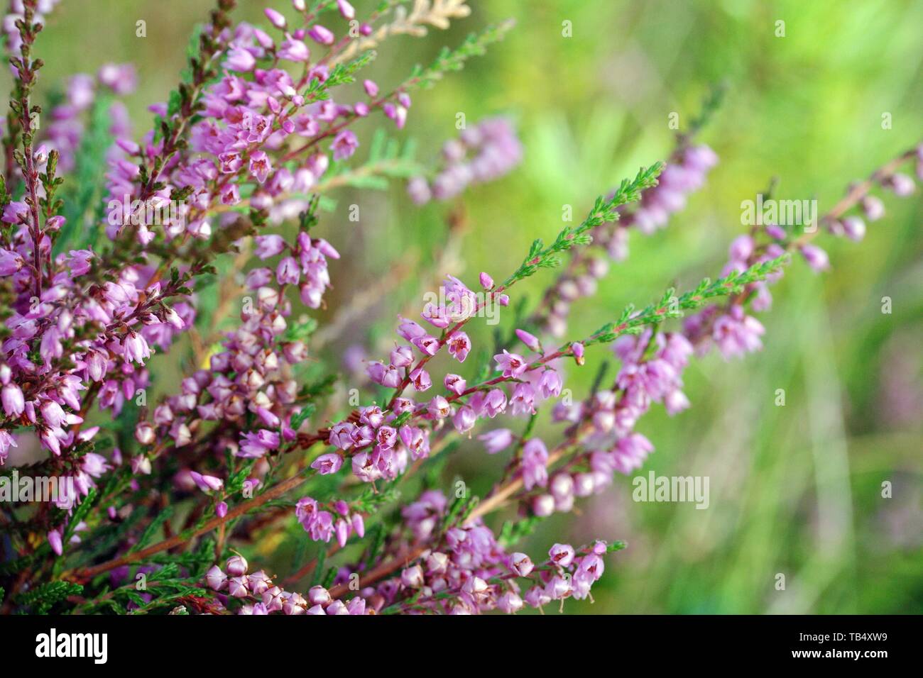 Heather purple plant hi-res stock photography and images - Alamy