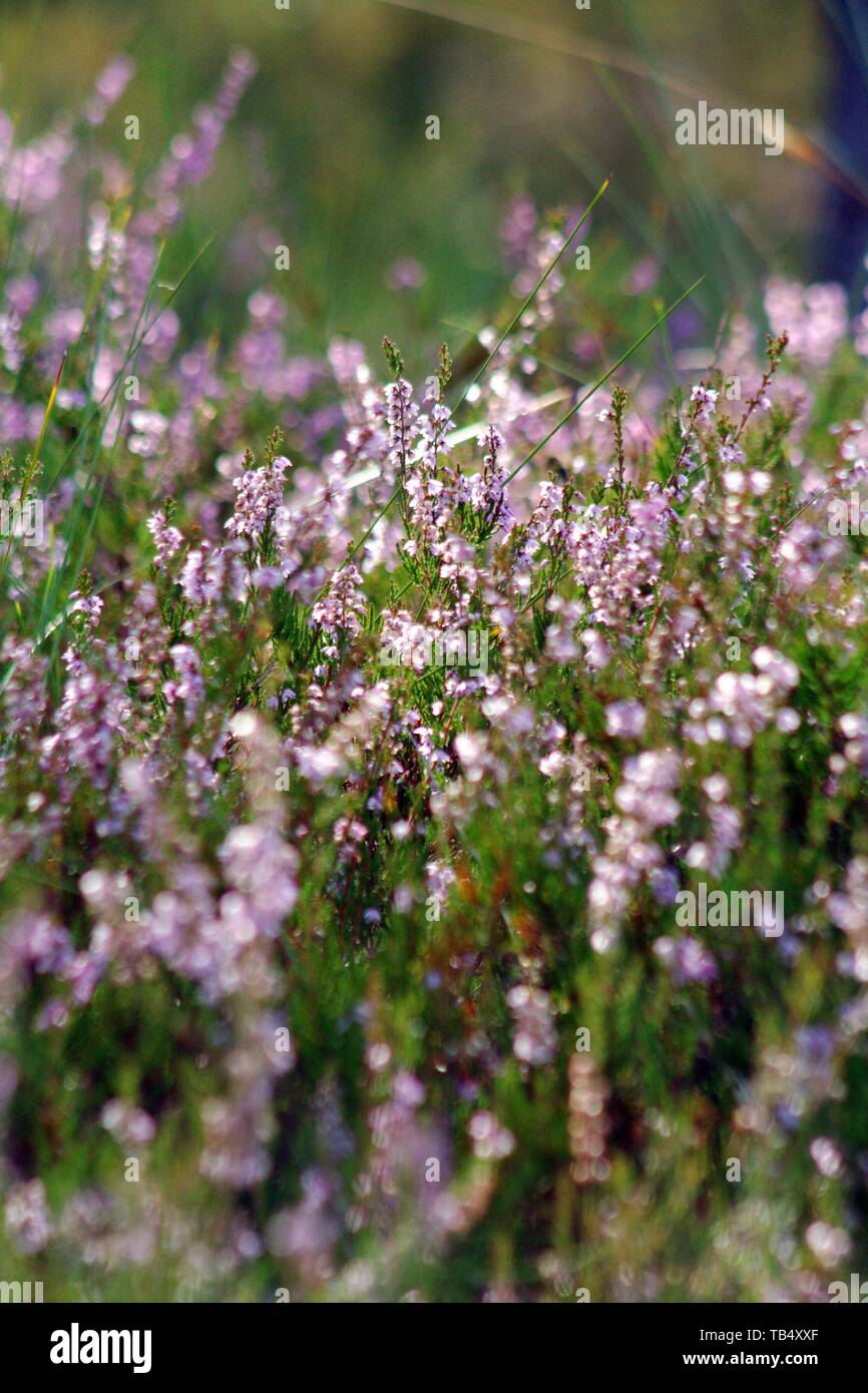 Purple heather plants hi-res stock photography and images - Alamy