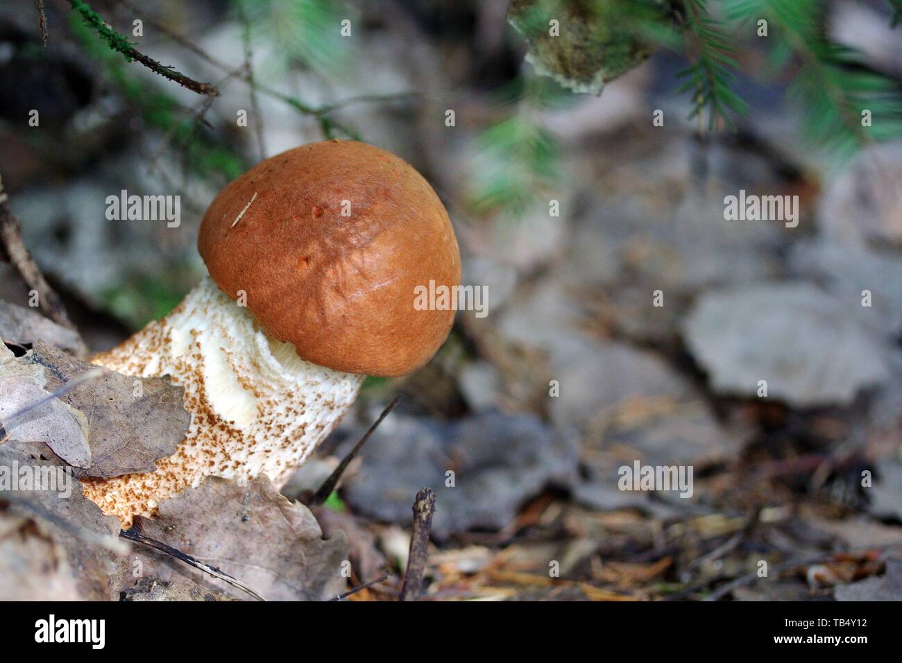 Cap fungus hi-res stock photography and images - Alamy