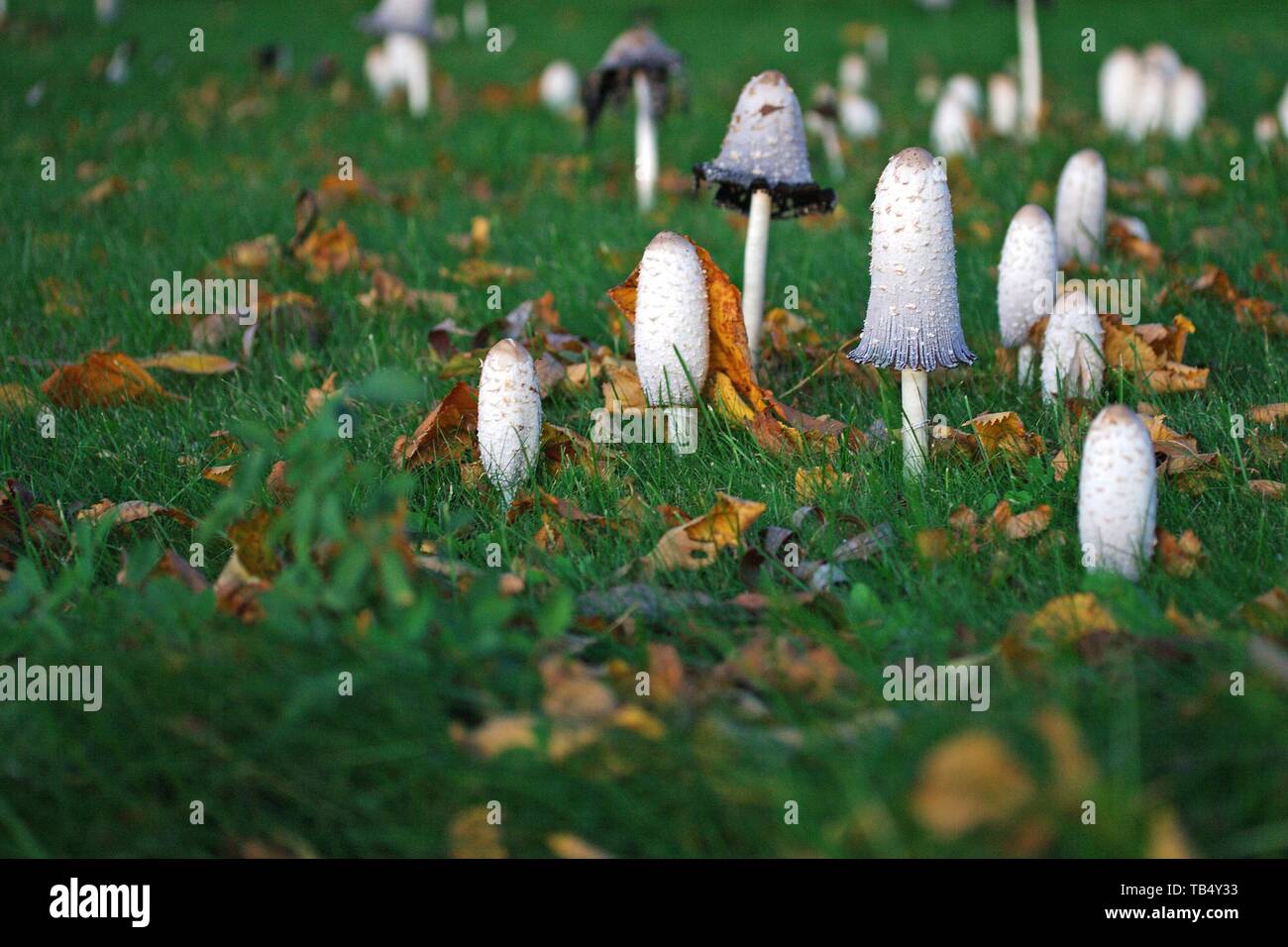 Shaggy ink cap hi-res stock photography and images - Alamy