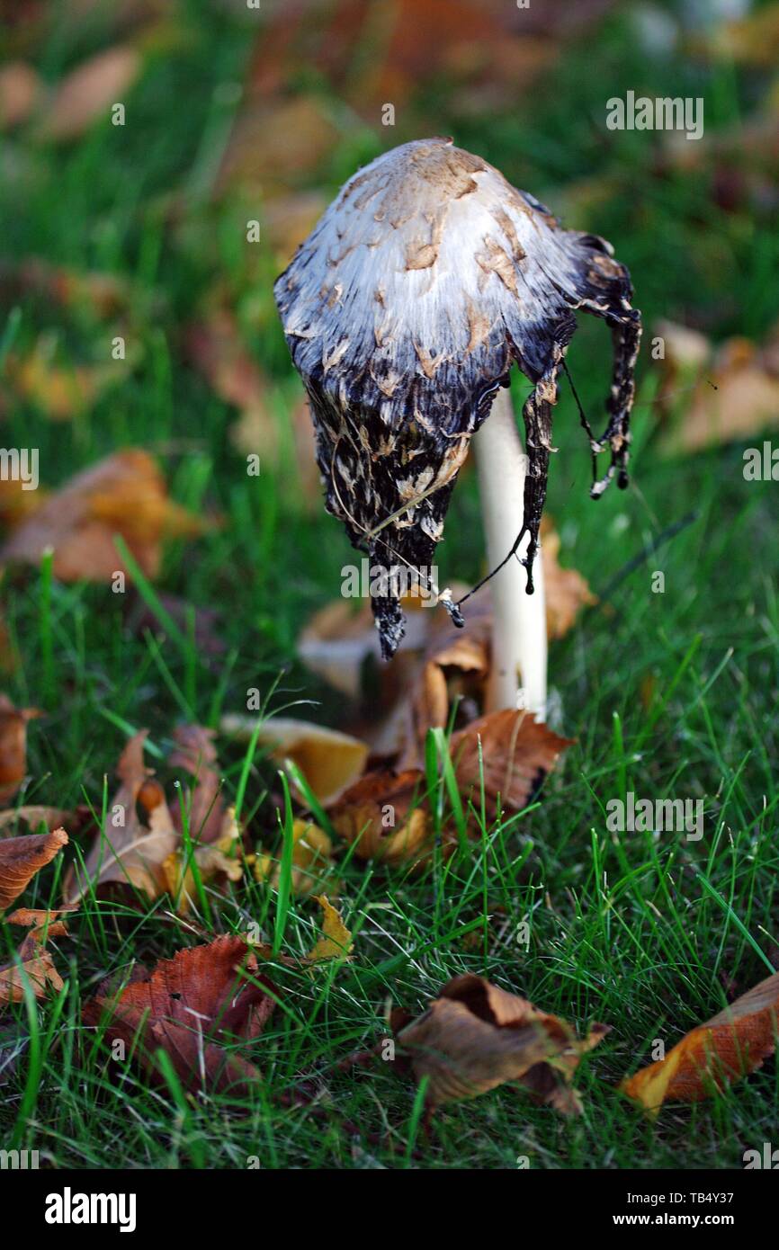 The shaggy ink cap Stock Photo - Alamy