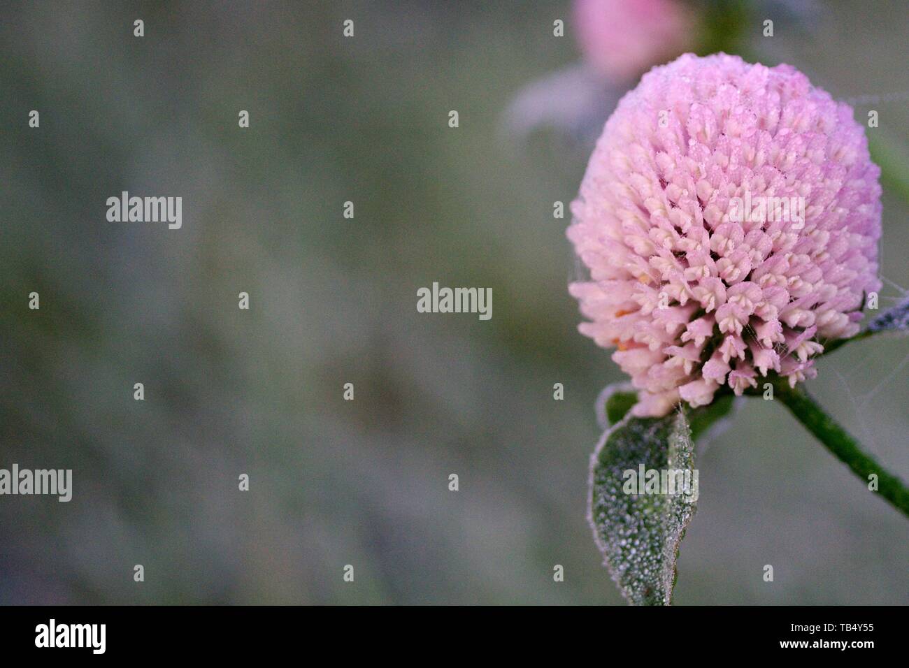 Clover at dawn Stock Photo - Alamy