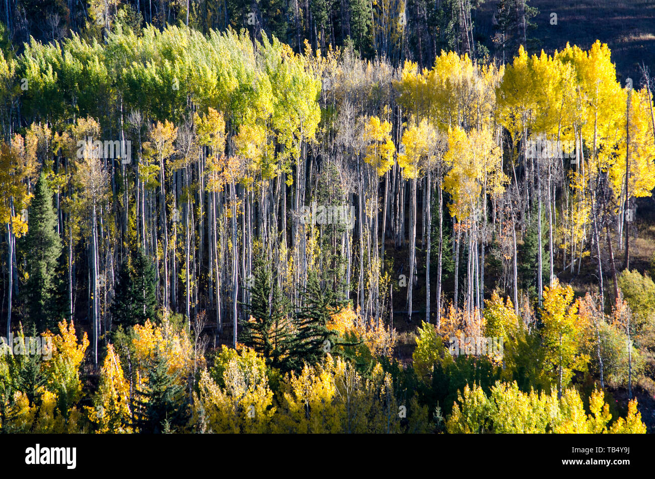 Aspens at Peak Color in the Colorado Rocky Mountains in Vail, Colorado ...