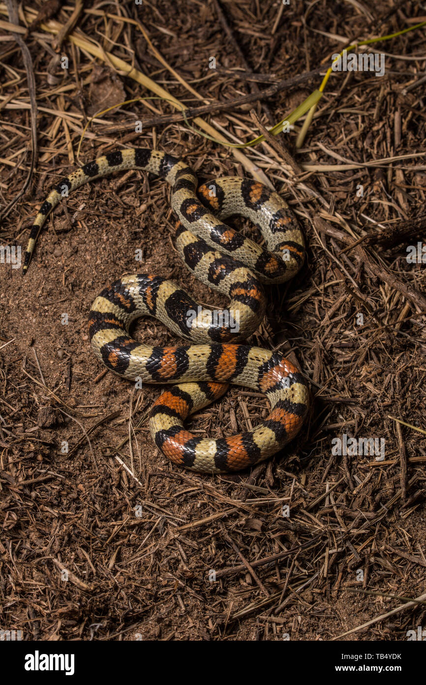 Western Milksnake (Lampropeltis gentilis) from Weld County, Colorado ...