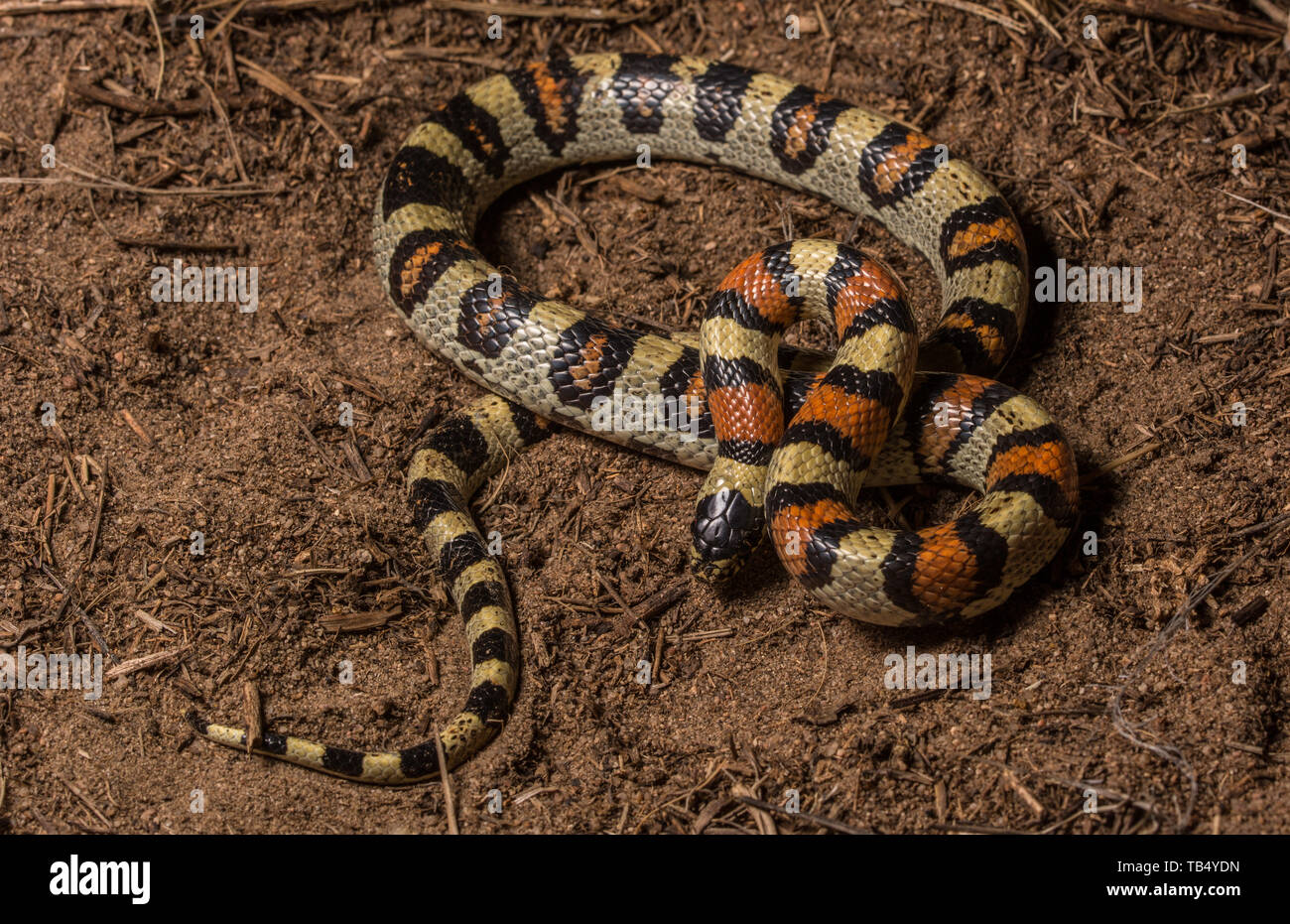 Western Milksnake (Lampropeltis gentilis) from Weld County, Colorado ...