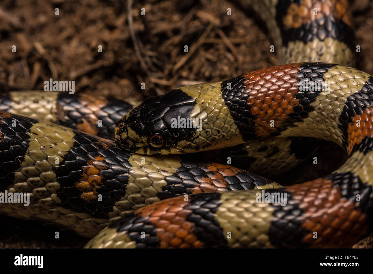 Western Milksnake (Lampropeltis gentilis) from Weld County, Colorado ...