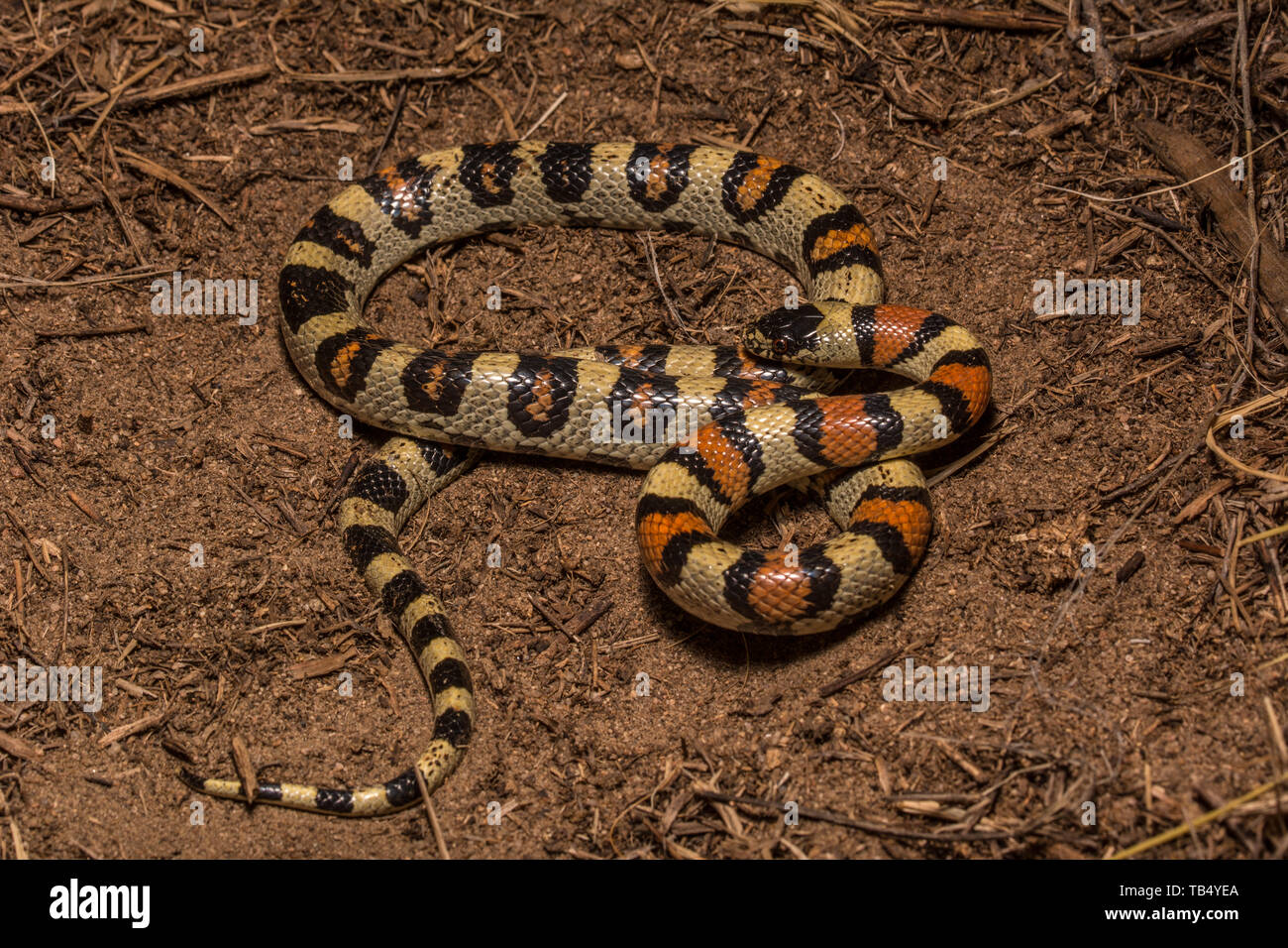 Western Milksnake (Lampropeltis gentilis) from Weld County, Colorado ...