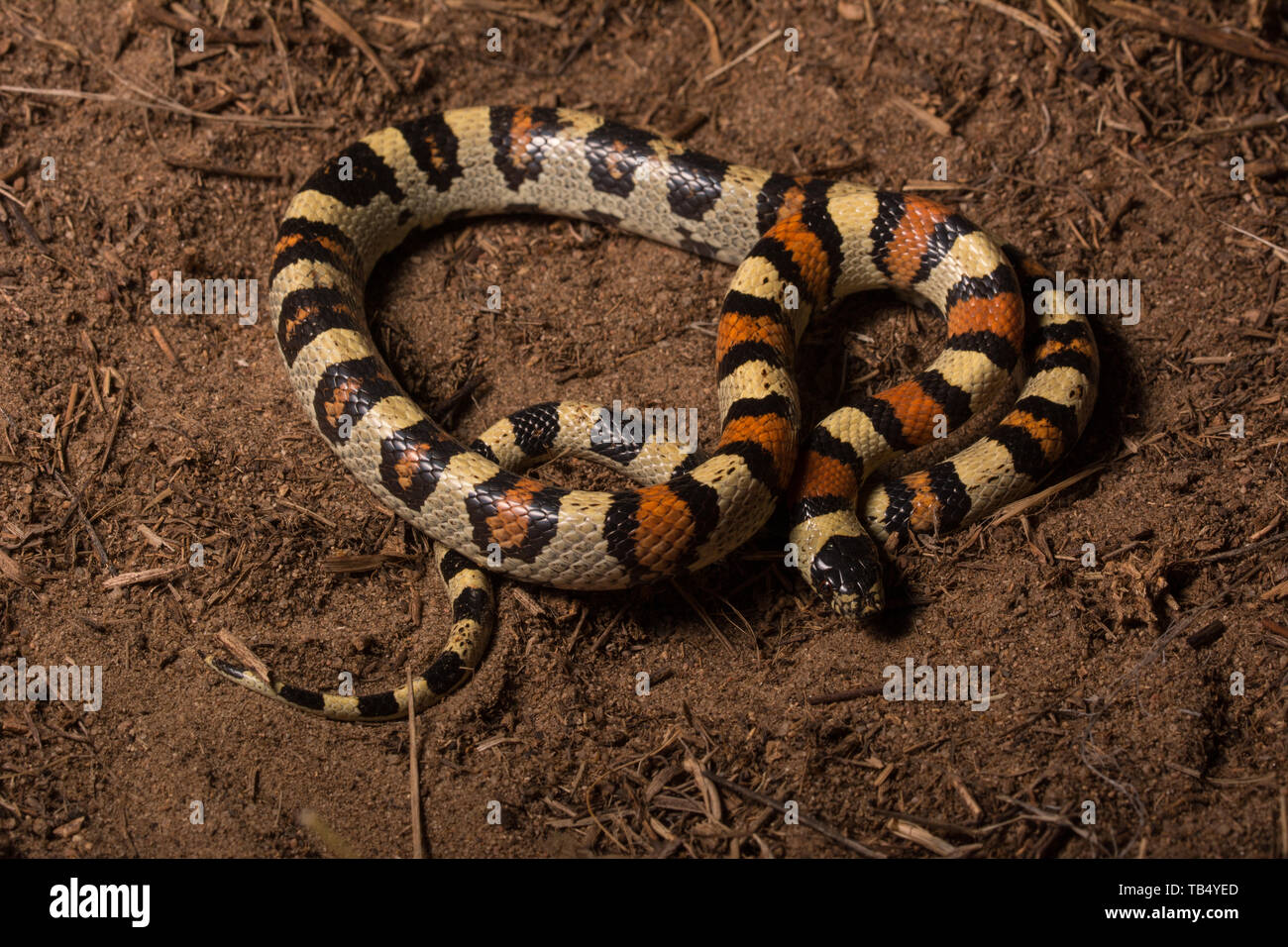 Western Milksnake (Lampropeltis gentilis) from Weld County, Colorado ...