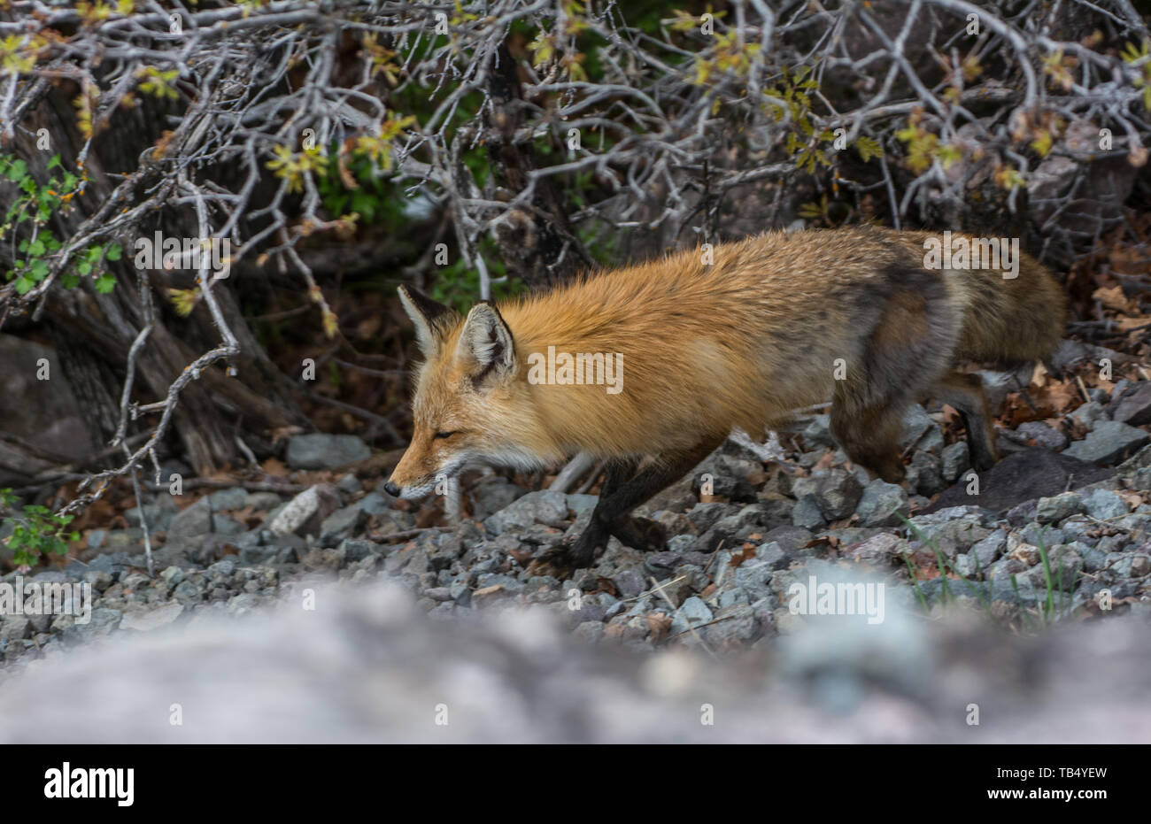 Red Fox (Vulpes vulpes) from Ouray County, Colorado, USA Stock Photo ...