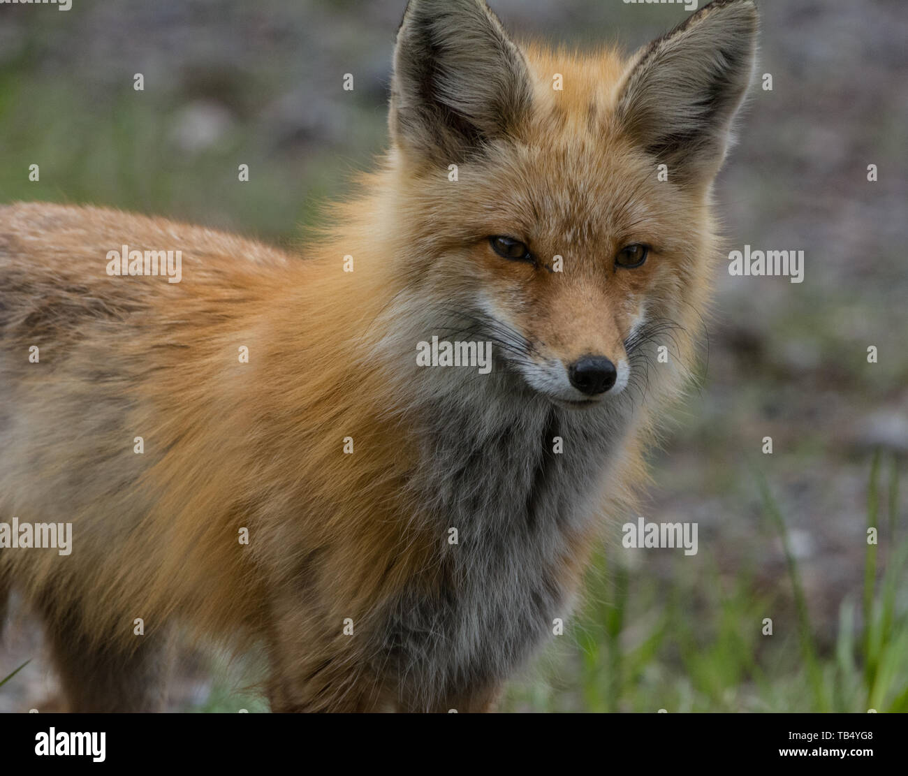 Red Fox (Vulpes vulpes) from Ouray County, Colorado, USA Stock Photo ...