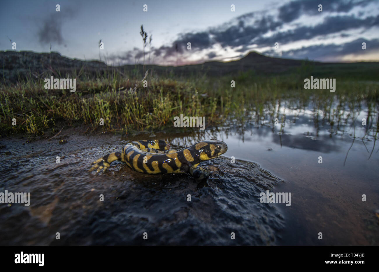 Barred Tiger Salamander (Ambystoma mavortium mavortium) from Jefferson ...