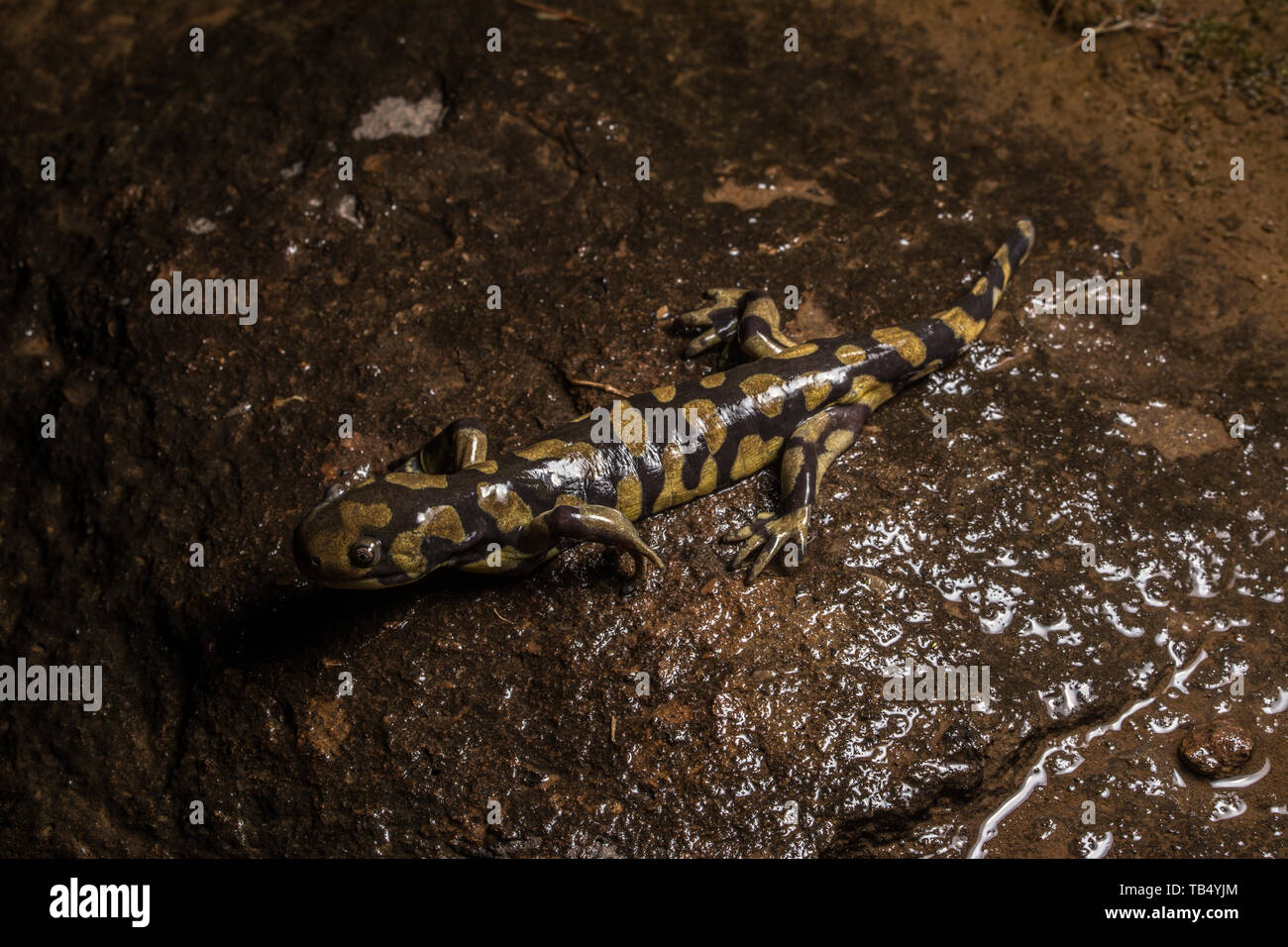 Barred Tiger Salamander (Ambystoma mavortium mavortium) from Jefferson ...
