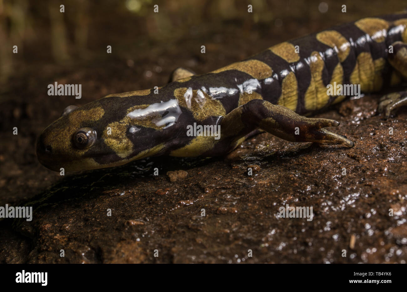 Barred Tiger Salamander (Ambystoma mavortium mavortium) from Jefferson ...