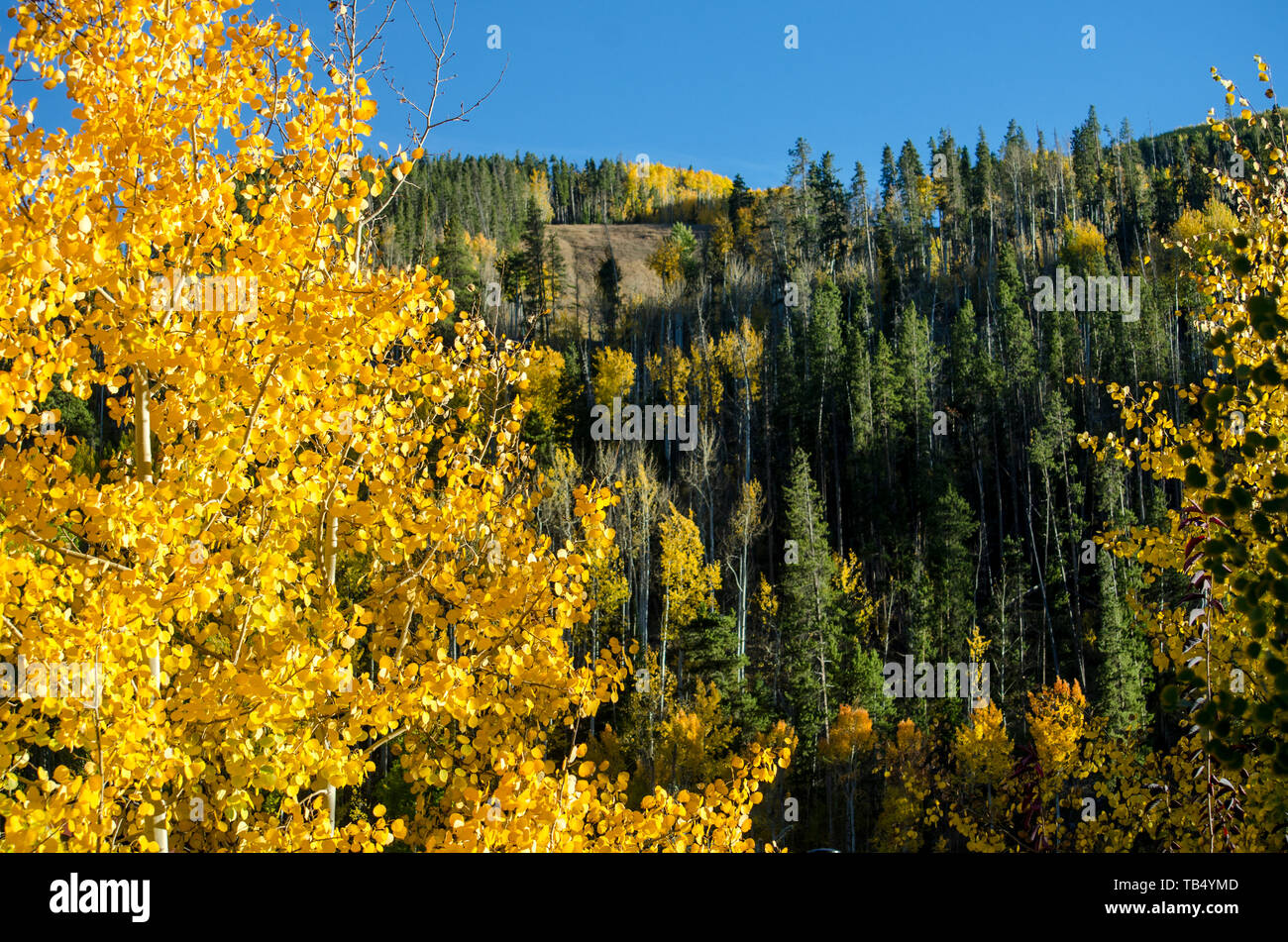 Aspens at Peak Color in the Colorado Rocky Mountains in Vail, Colorado ...