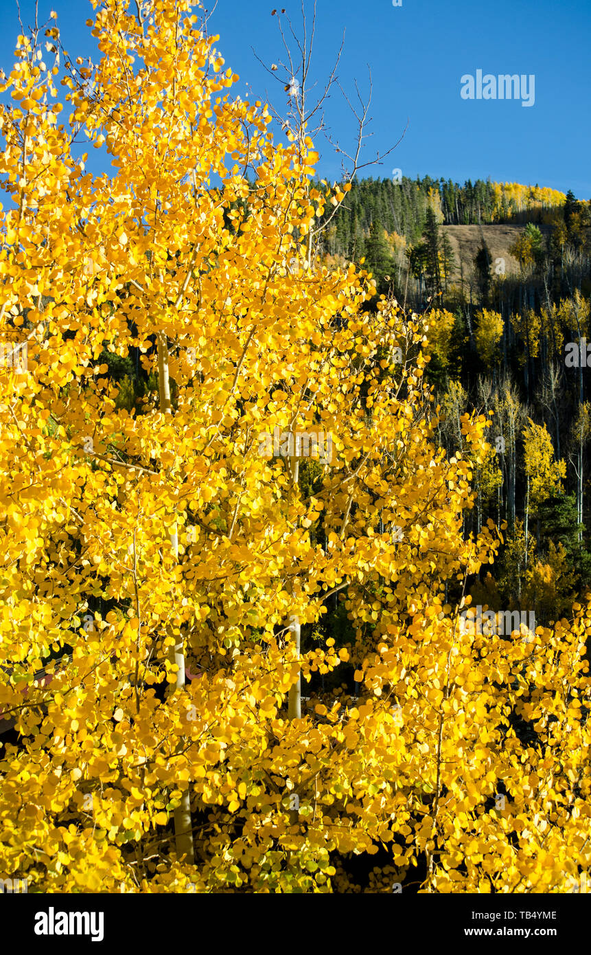 Aspens at Peak Color in the Colorado Rocky Mountains in Vail, Colorado ...