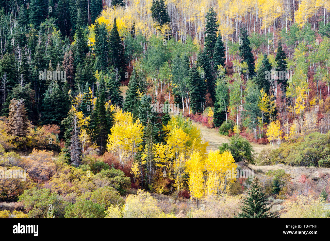 Aspens at Peak Color in the Colorado Rocky Mountains in Vail, Colorado ...