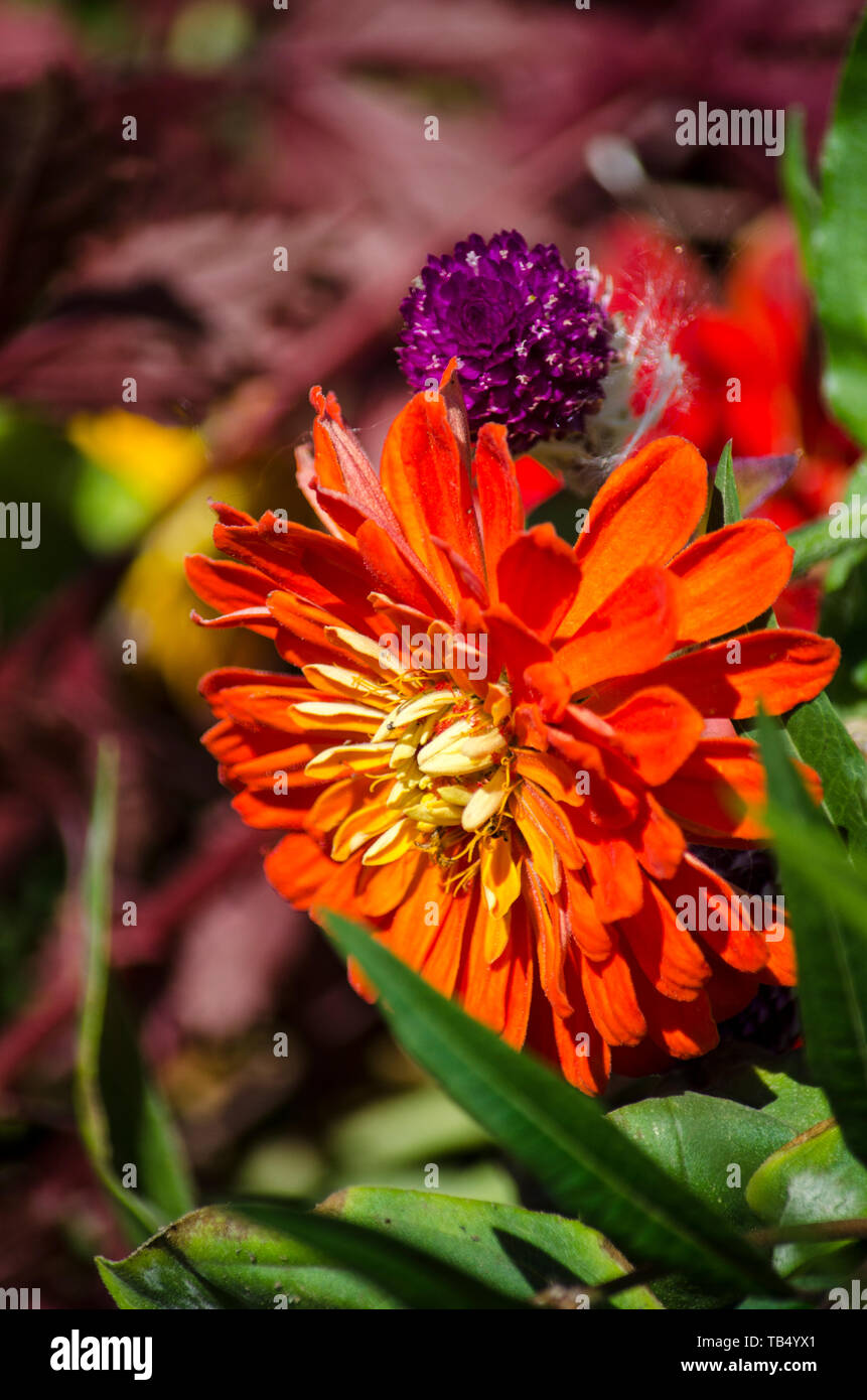 Spectacular Autumn flowering plants Stock Photo - Alamy