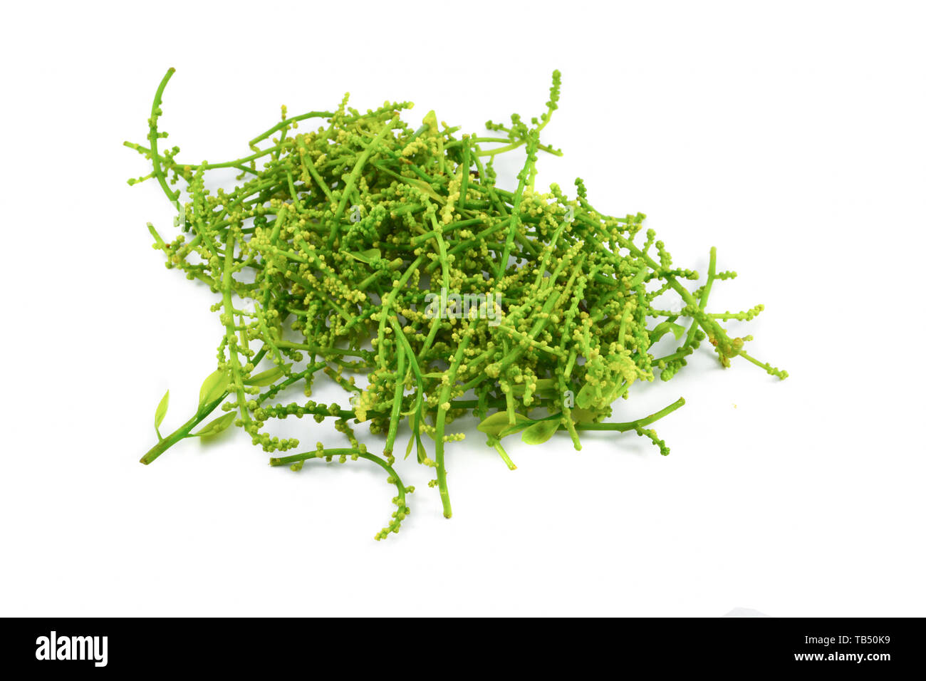 Leaf and flower of Melientha suavis pierre isolated on white background ...