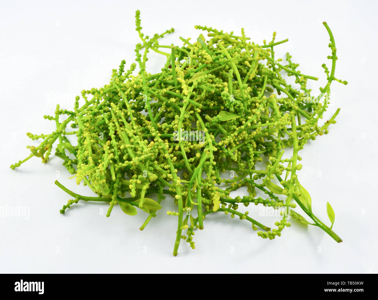 Leaf and flower of Melientha suavis pierre isolated on white background ...