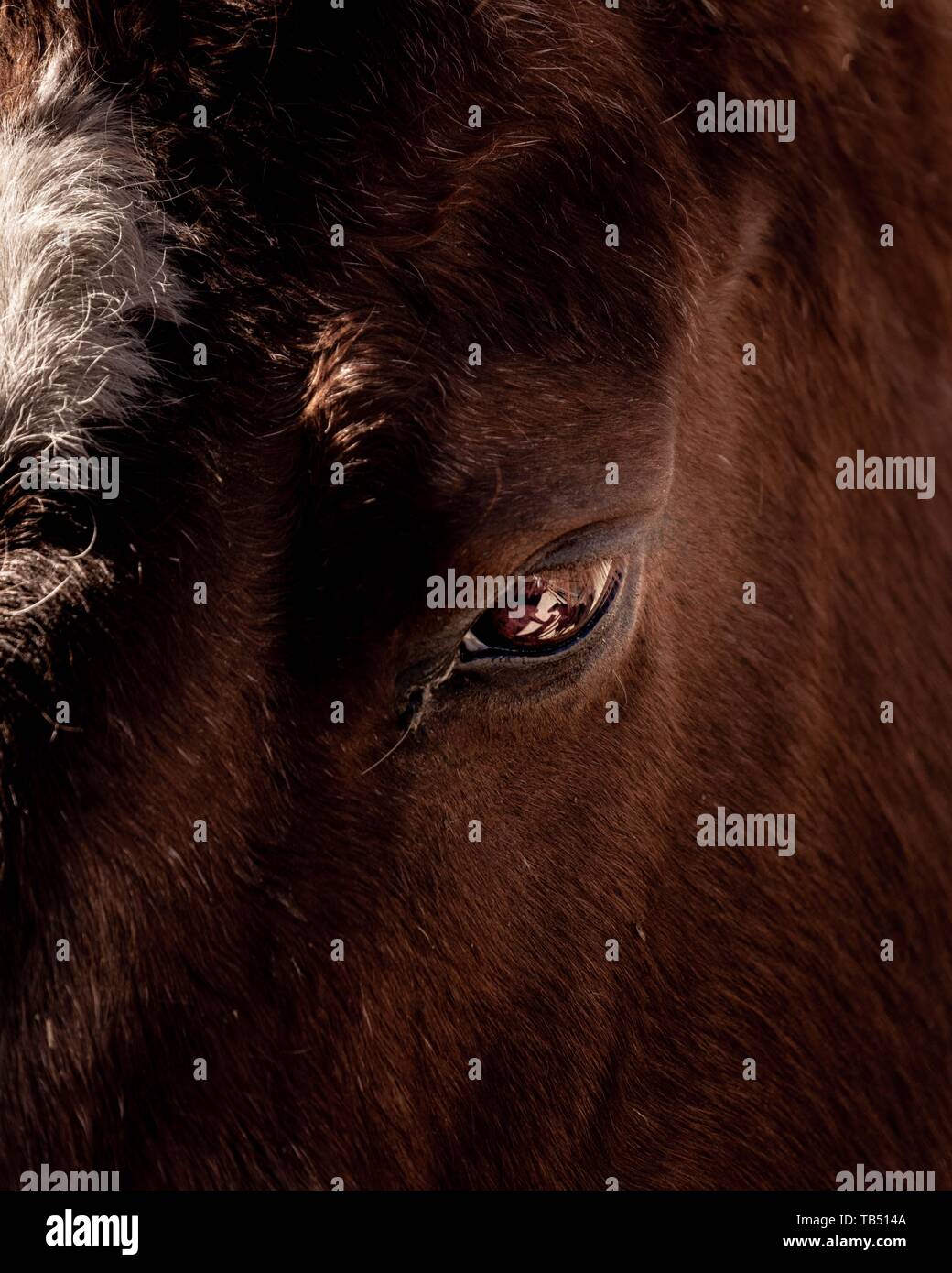 Black and white portrait of a water buffalo hi-res stock photography ...