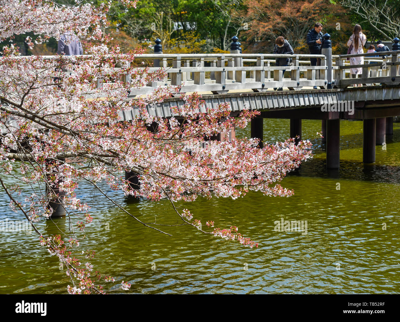 Nara, Japan - Apr 11, 2019. Cherry trees and flowers in Nara Park ...
