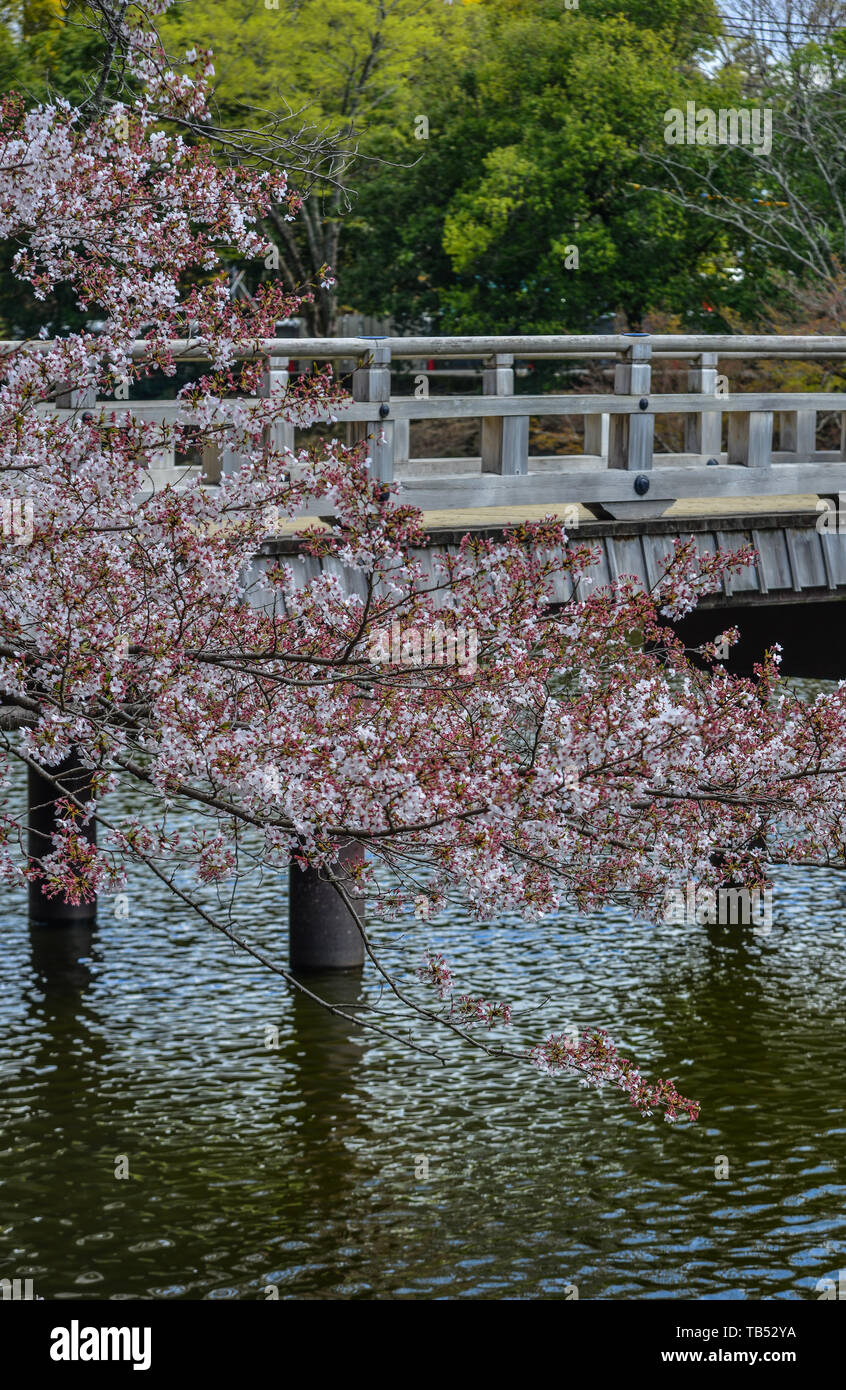 Cherry trees and flowers in Nara Park, Japan. Nara is a very popular ...