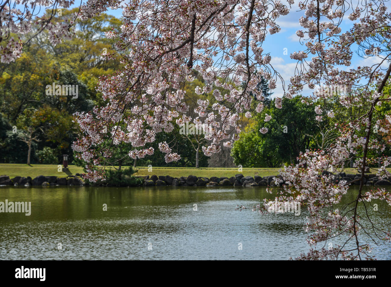 Cherry trees and flowers in Nara Park, Japan. Nara is a very popular ...