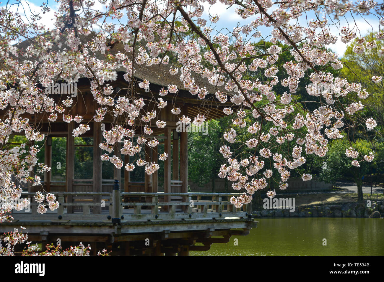 Cherry trees and flowers in Nara Park, Japan. Nara is a very popular ...