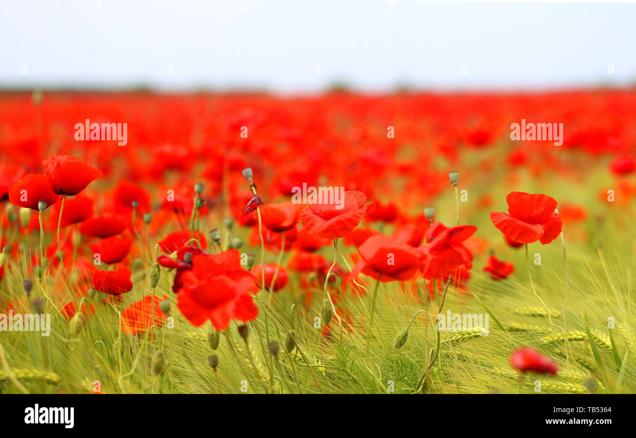 Beautiful photo of spring landscape with red poppies in the field Stock ...