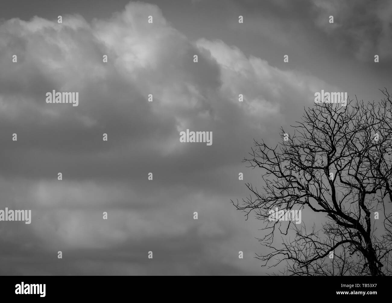 Silhouette dead tree on dark grey sky and white clouds background for ...