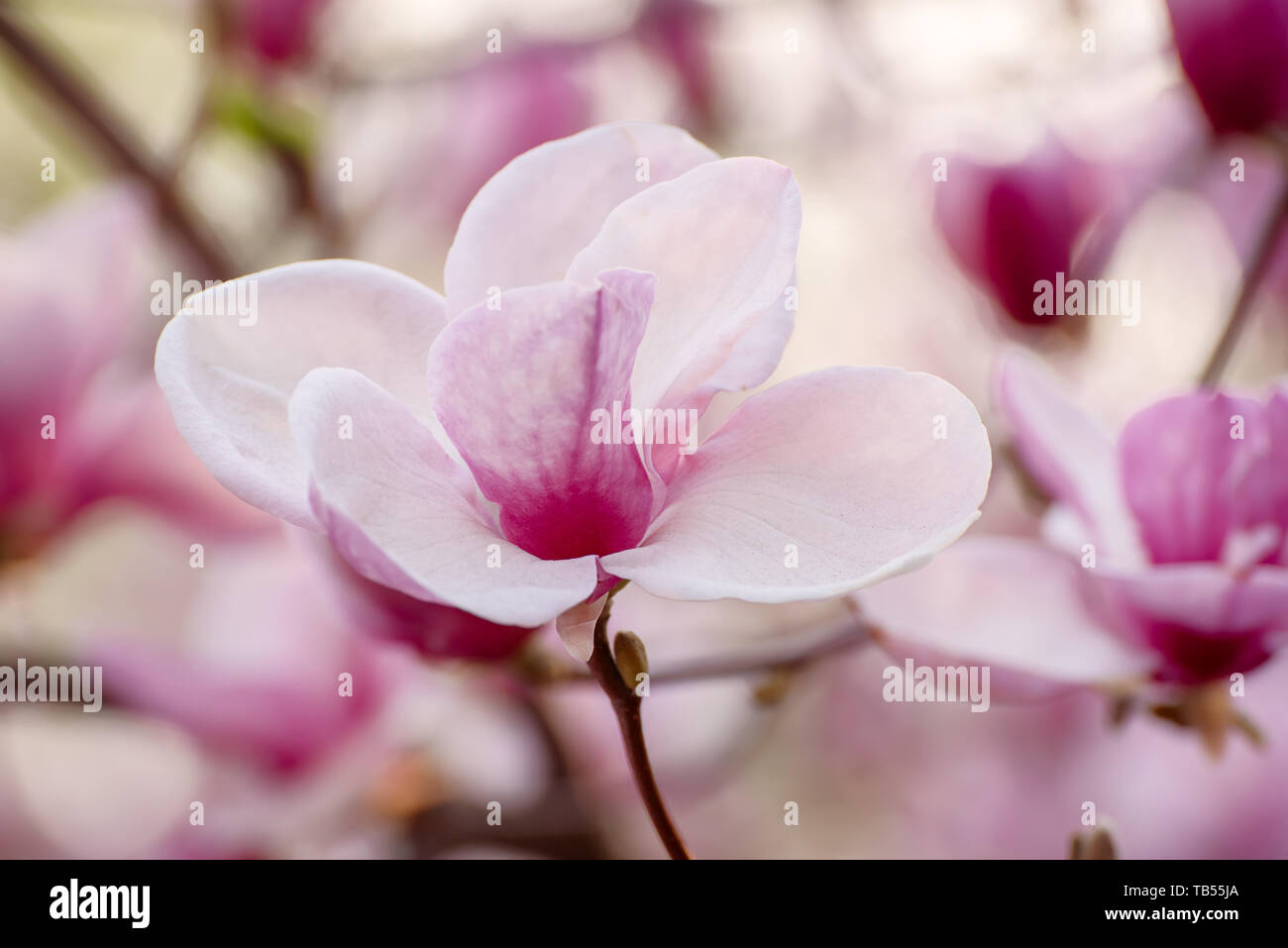 Magnolia spring flowers Stock Photo - Alamy