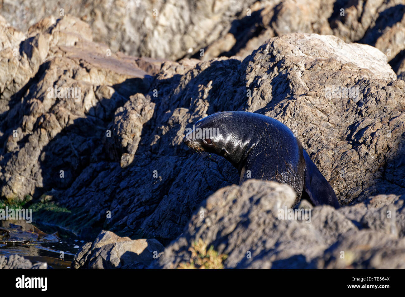 Baby seal on rock hi-res stock photography and images - Alamy