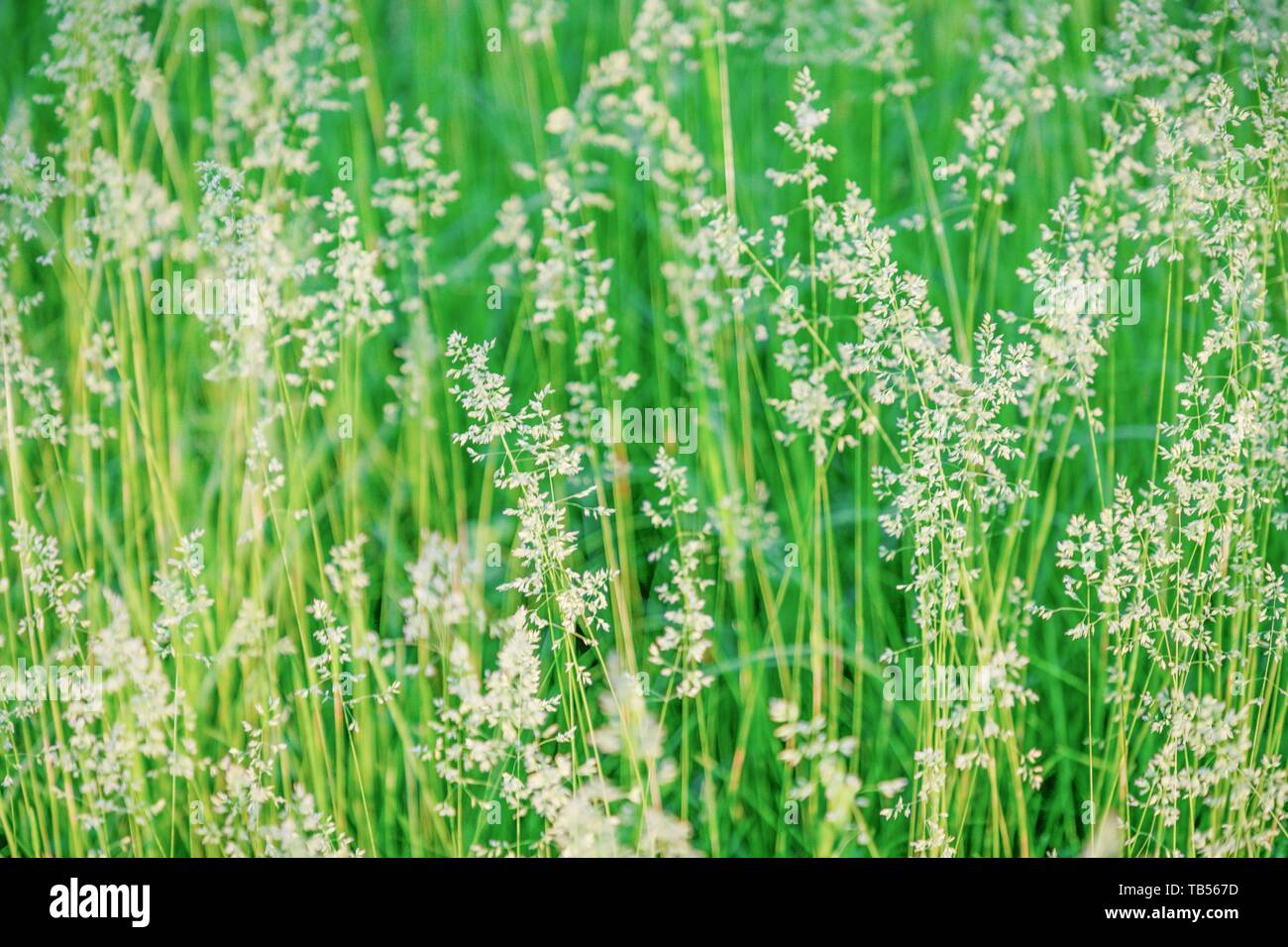 Green grass background, summer texture pattern. Bright color Stock ...