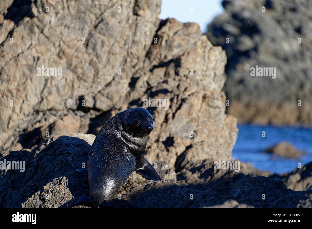 Young seal pup hi-res stock photography and images - Alamy