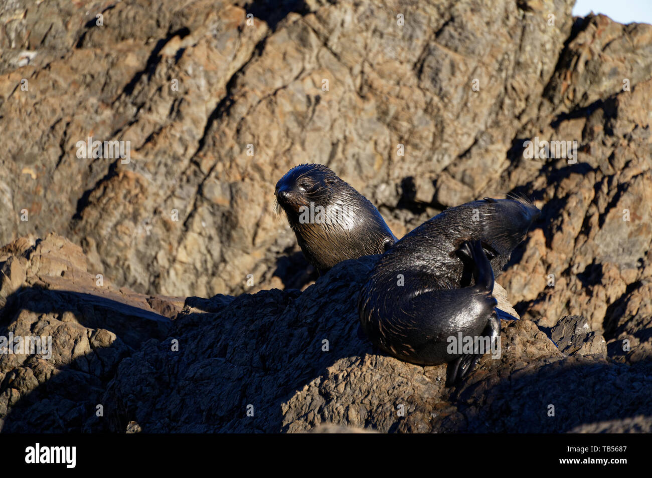 Baby seals hi-res stock photography and images - Alamy