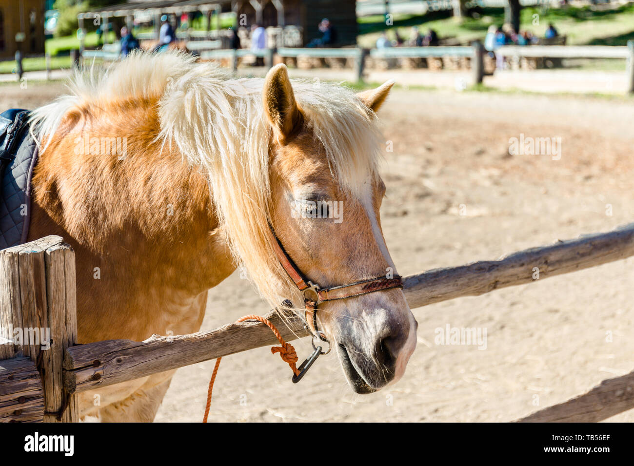 Pony with a hair. Funny pony on a farm. Pony portrait Stock Photo - Alamy