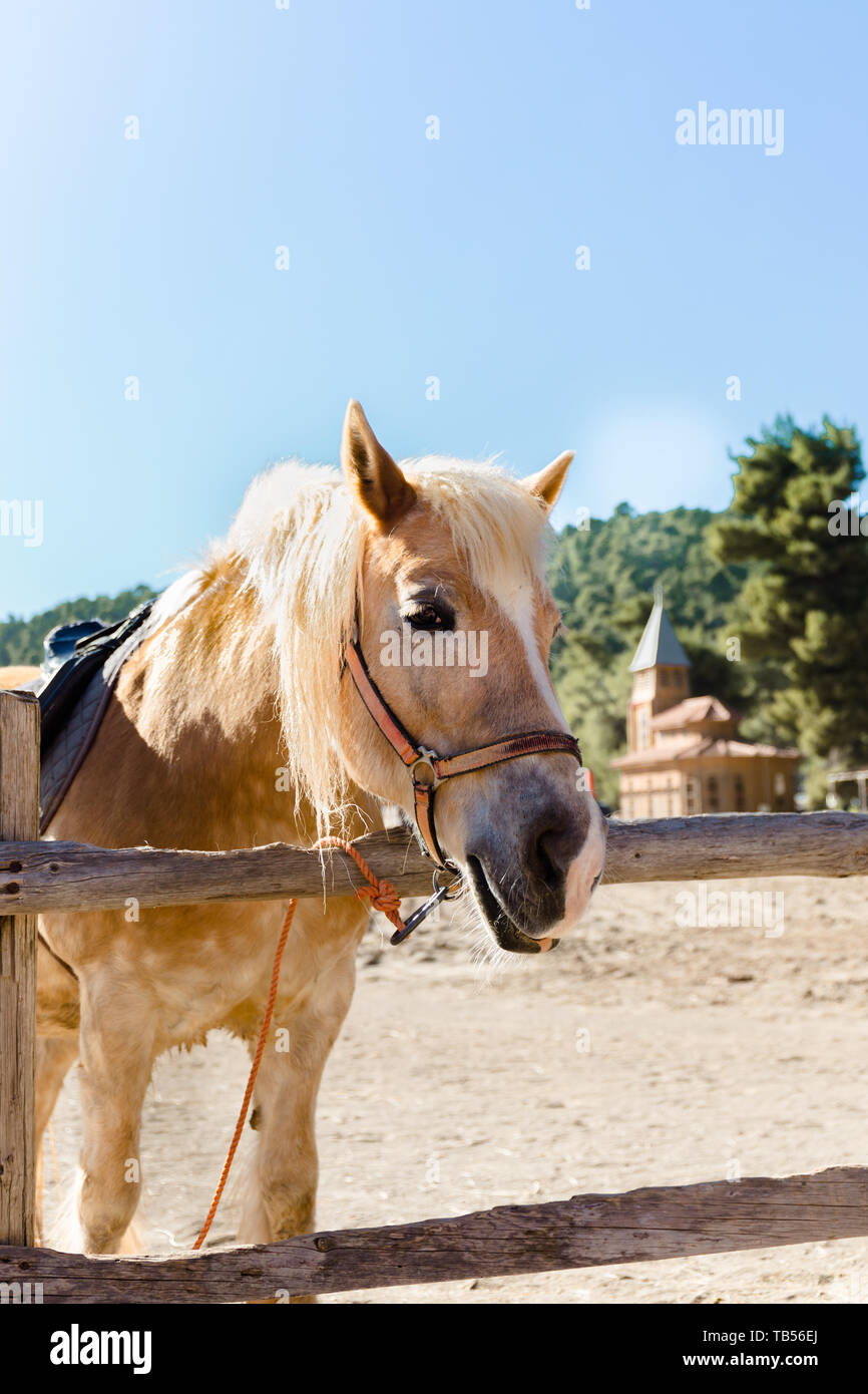 Pony with a hair. Funny pony on a farm. Pony portrait Stock Photo - Alamy