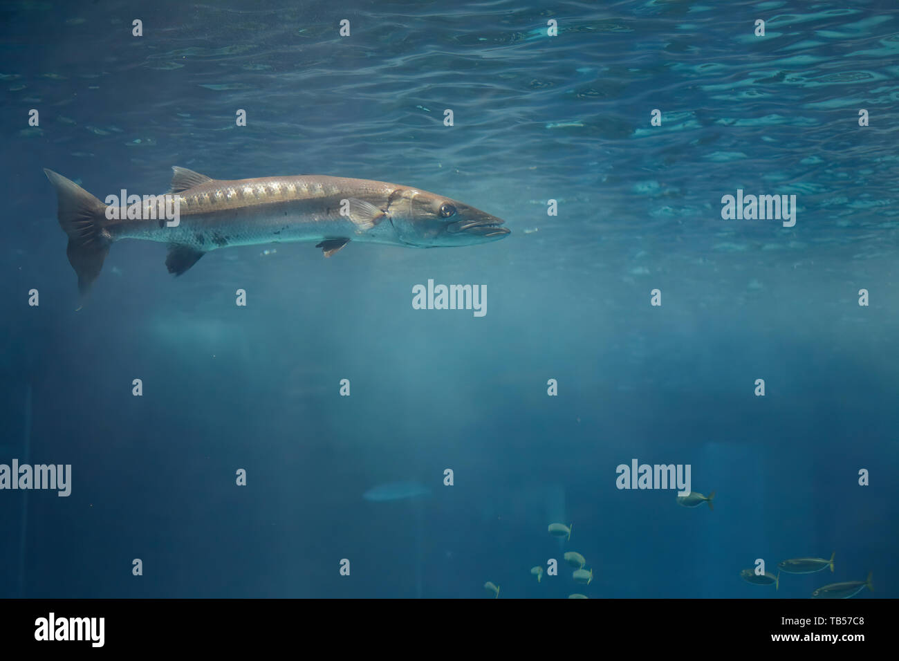 Detailed sea water fish aquarium barracuda Stock Photo - Alamy