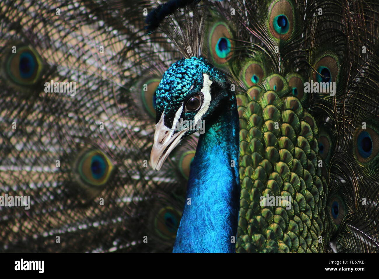 Beautiful creation hi-res stock photography and images - Alamy