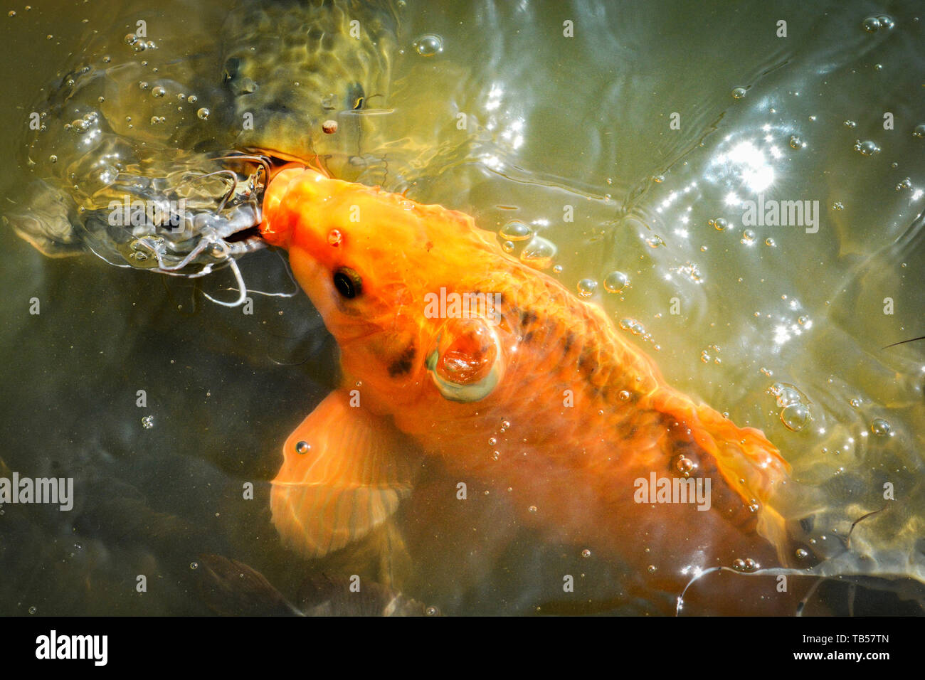 Orange golden carp fish and catfish feeding food on water surface ponds ...