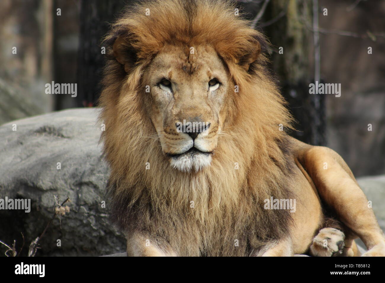 A Lion is always THE KING Stock Photo - Alamy