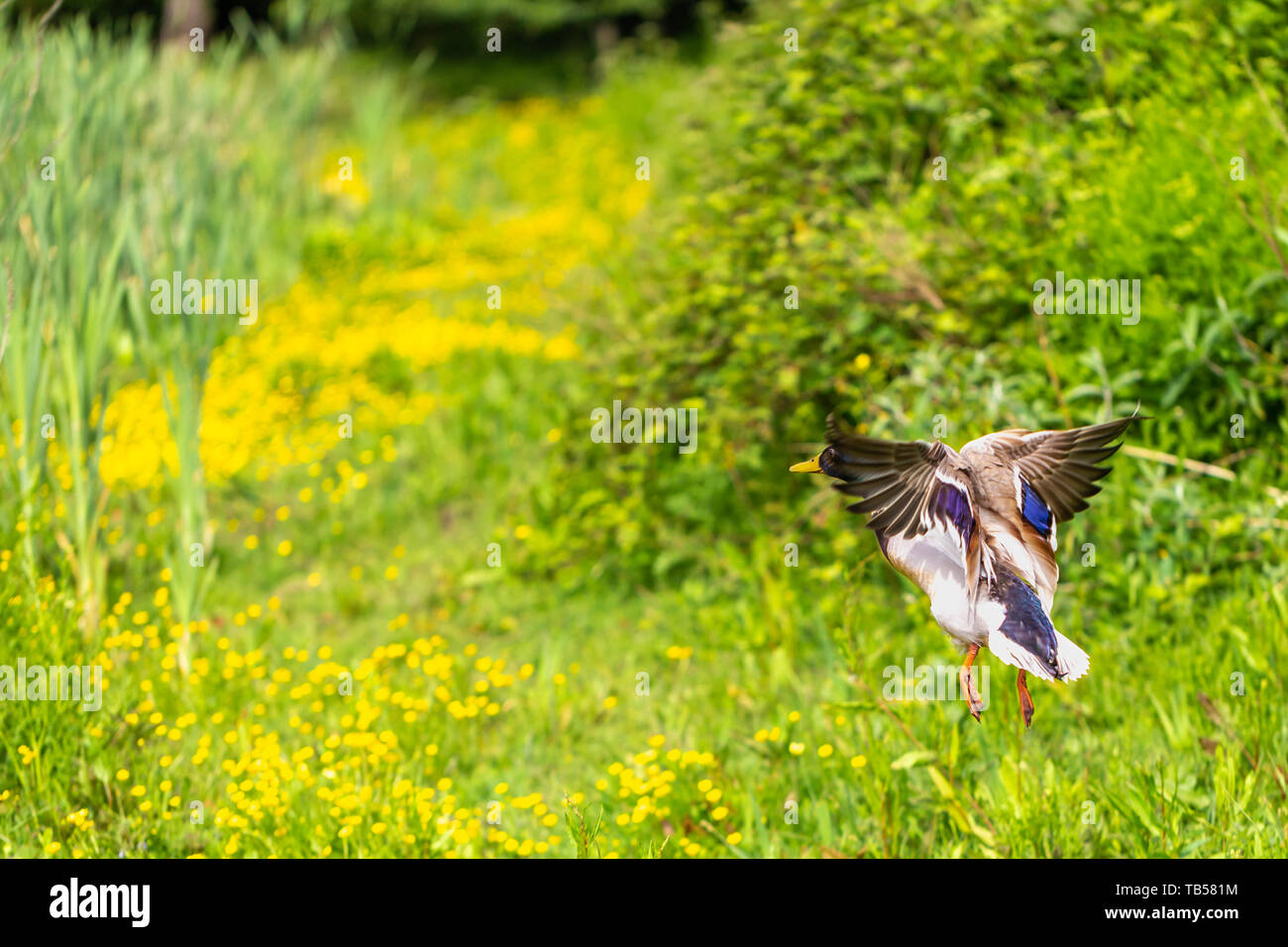 Wildlife action portrait of Male Mallard duck taking flight from behind ...