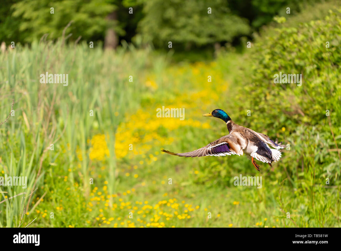 Wildlife action portrait of Male Mallard duck taking flight in profile ...