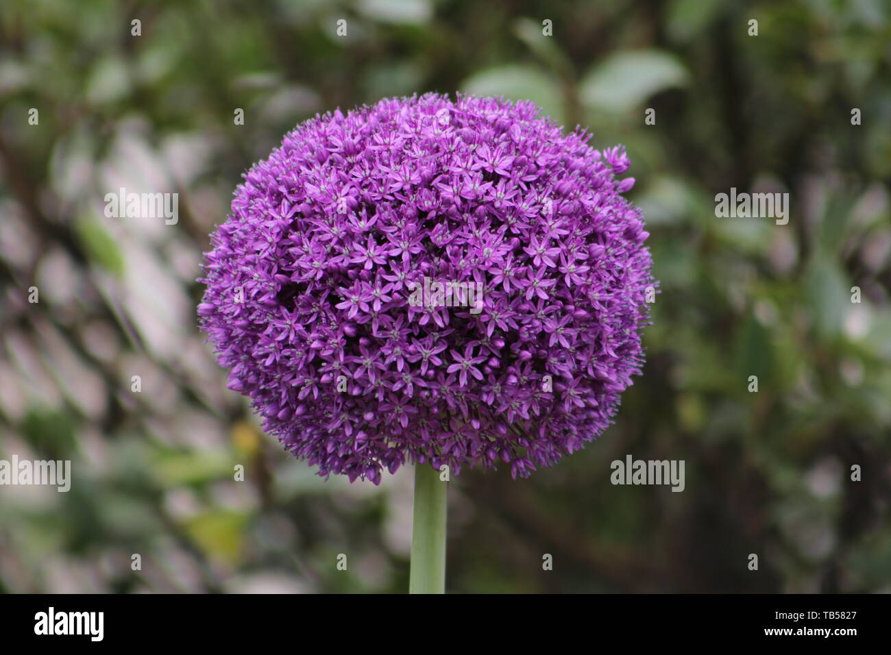 Bloom like a flower Stock Photo - Alamy