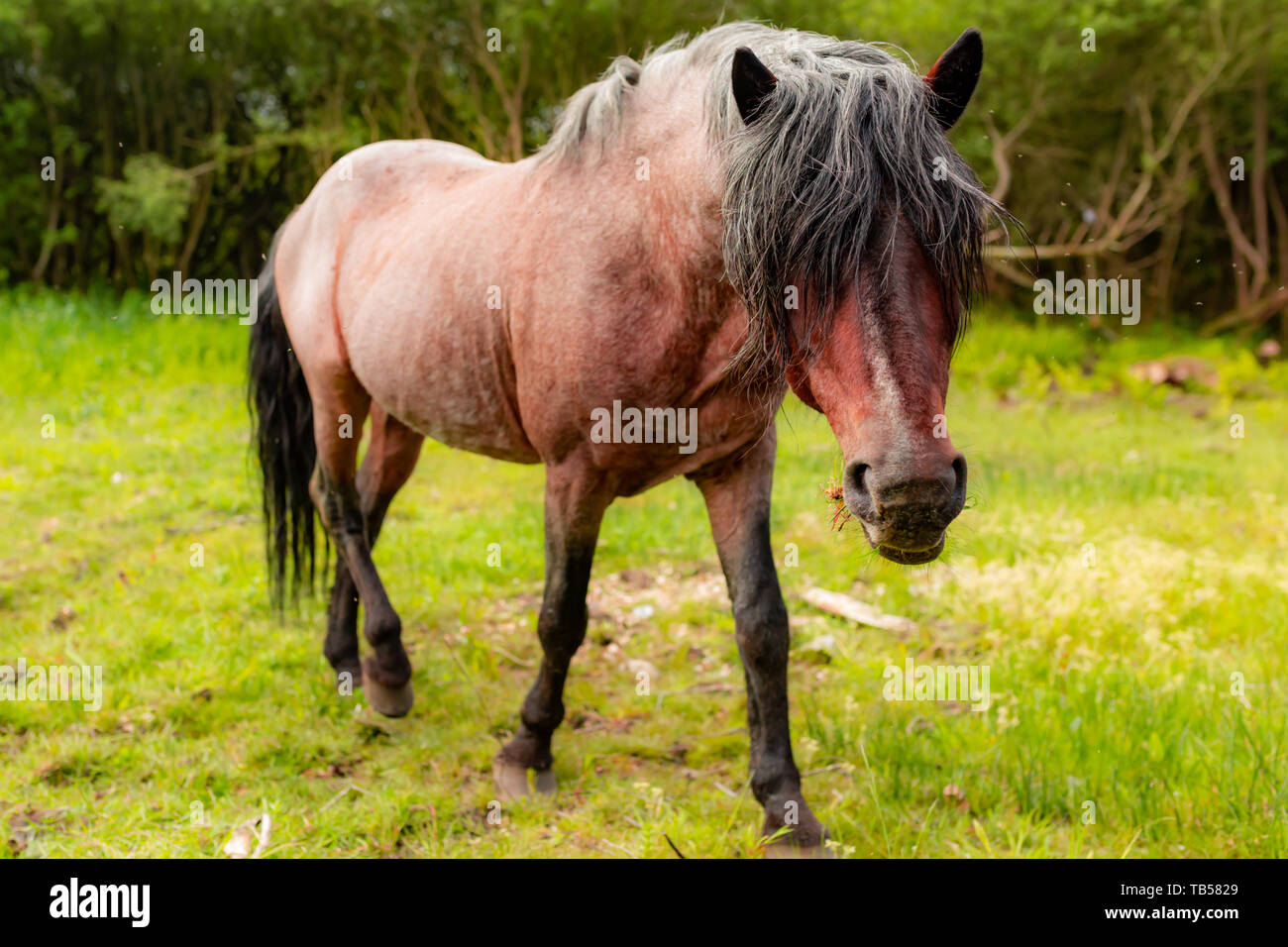 Animal portrait of old pony walking towards camera with eyes covered in ...
