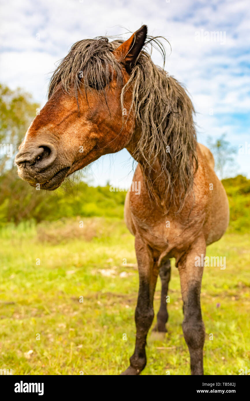 Animal portrait of brown wild pony head-on on nature reserve in Dorset ...