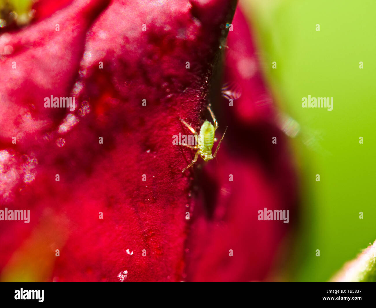 Red green legs hi-res stock photography and images - Alamy
